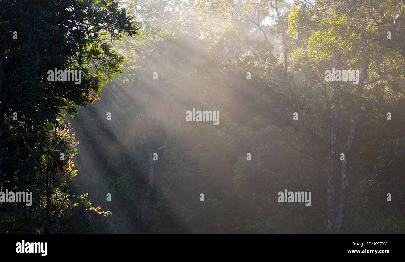 Cloud forest at dawn in Mount Lewis National Park, Queensland Stock ...