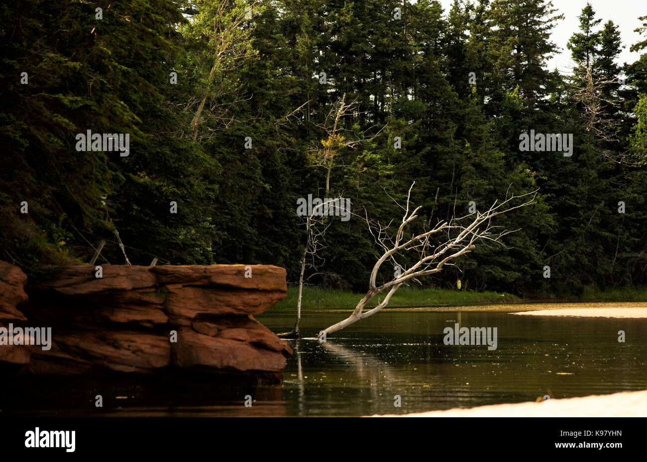 Sand over dead trunk hi-res stock photography and images - Alamy