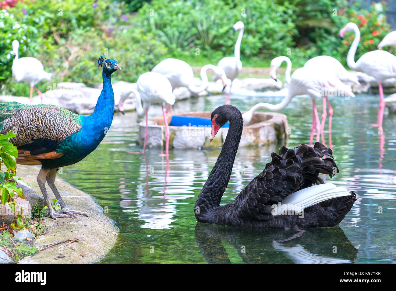 Peacocks and swans are playing together in the zoo. These are precious ...