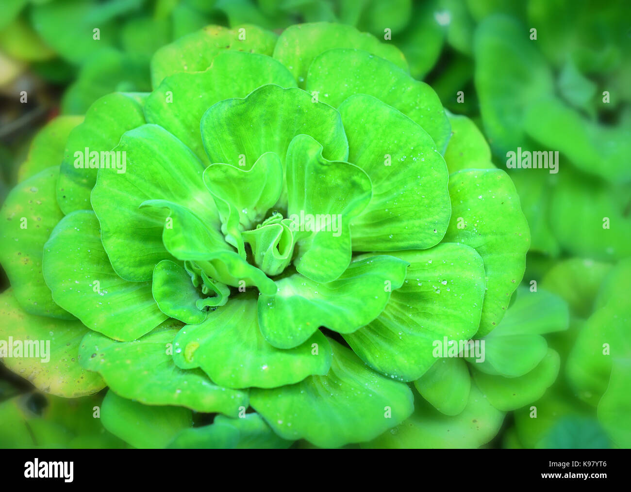 Pistia plants on the water shoot with narrow focus. This is the genus ...