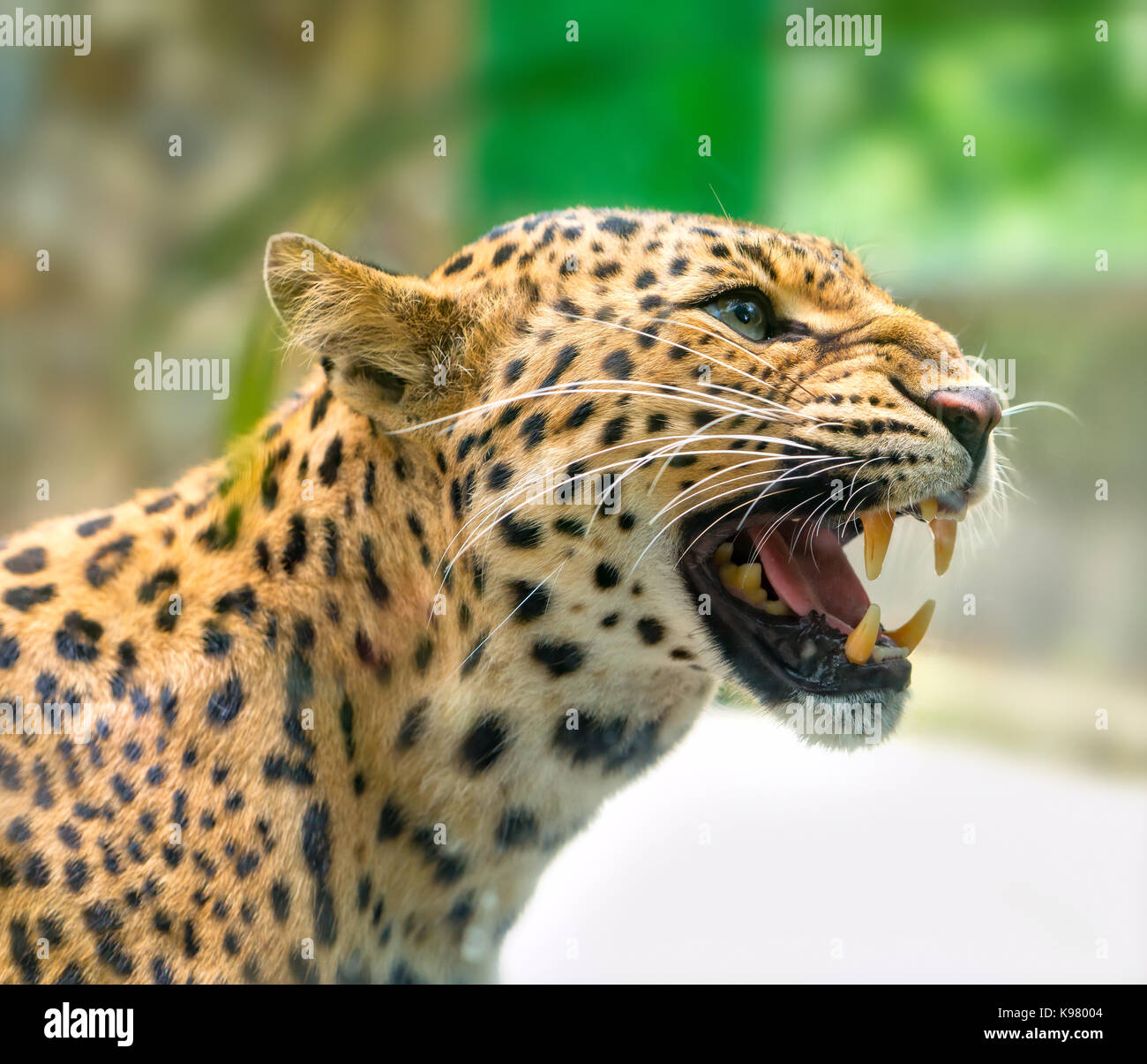 Portrait of leopard prints angry in the natural world. This is an ...