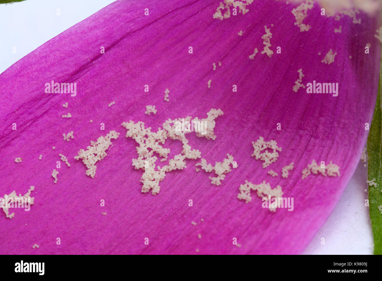 Pollen grains hi-res stock photography and images - Alamy