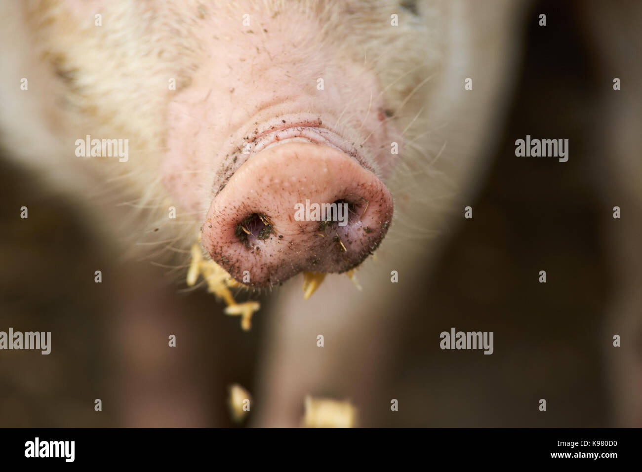 Dirty pig nose eating. Close up Stock Photo - Alamy