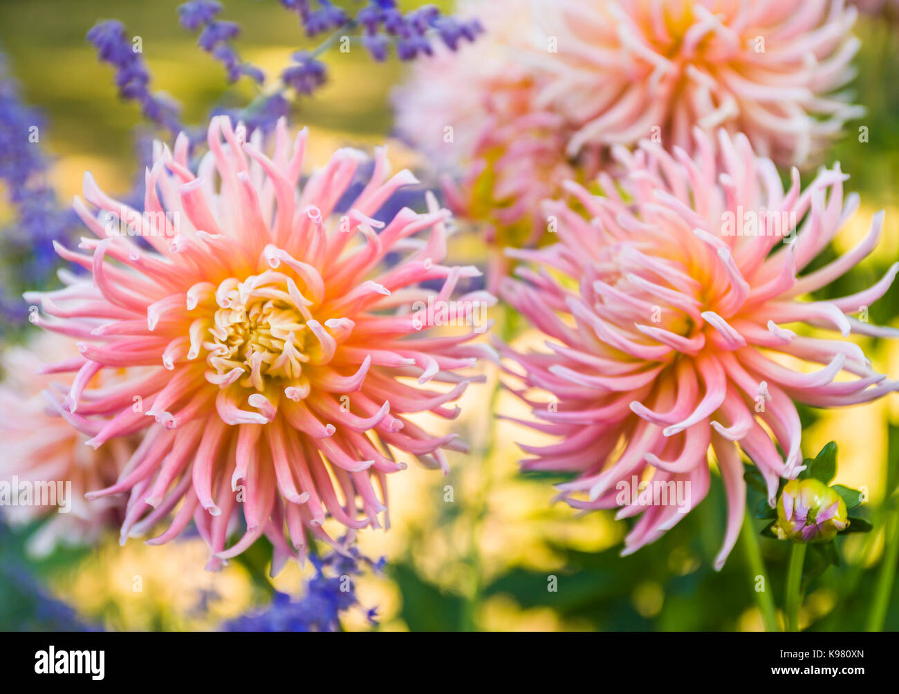Dahlia blooms in a garden setting Stock Photo - Alamy