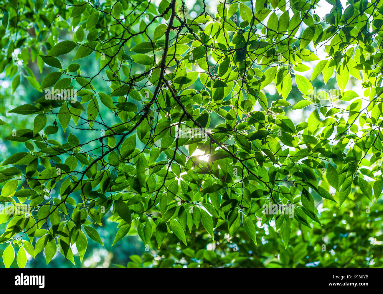 Backlit leaves on a tree in the Washington Park Arboretum, Seattle ...