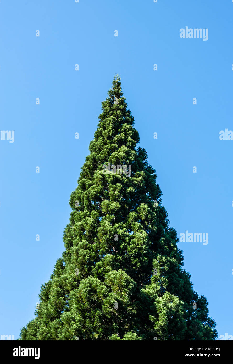 A Sequoia tree in the Washington Park Arboretumon a clear blue sky day ...