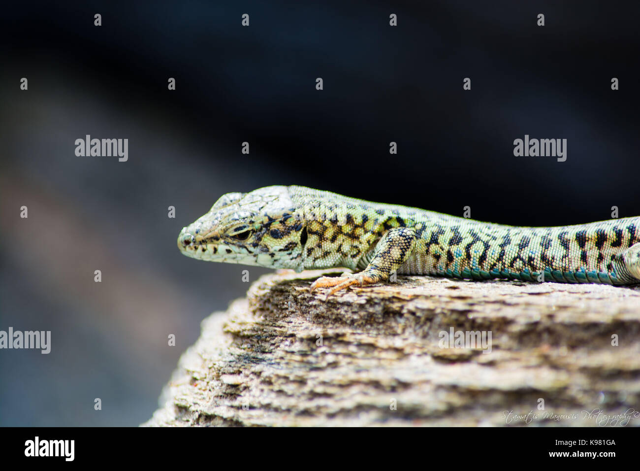 Lizard In Greece High Resolution Stock Photography and Images - Alamy