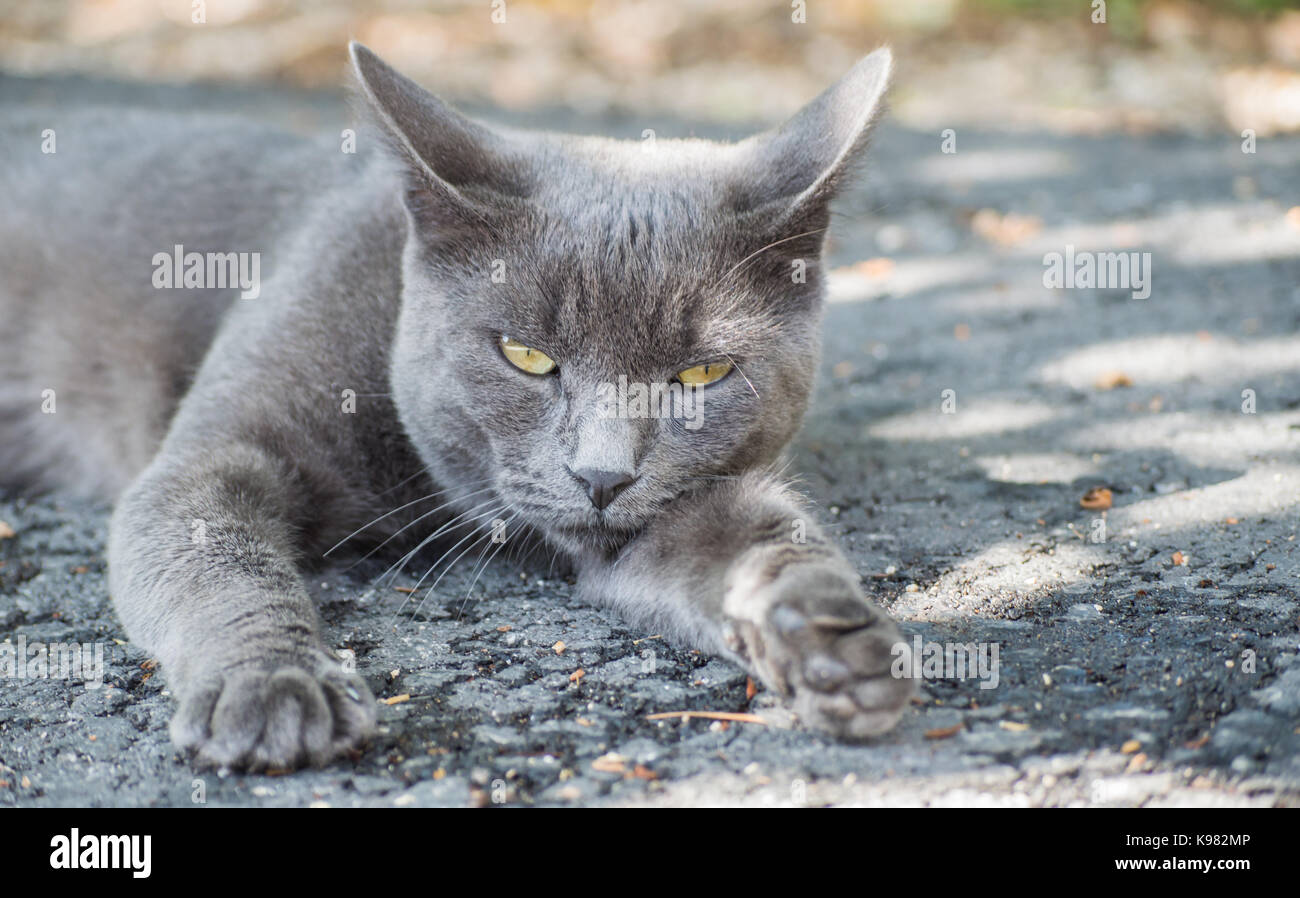 russian blue cat posing in the garden Stock Photo - Alamy