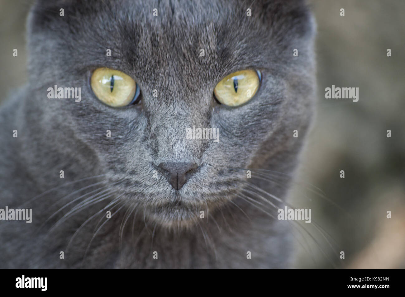 russian blue cat playing in the garden Stock Photo - Alamy