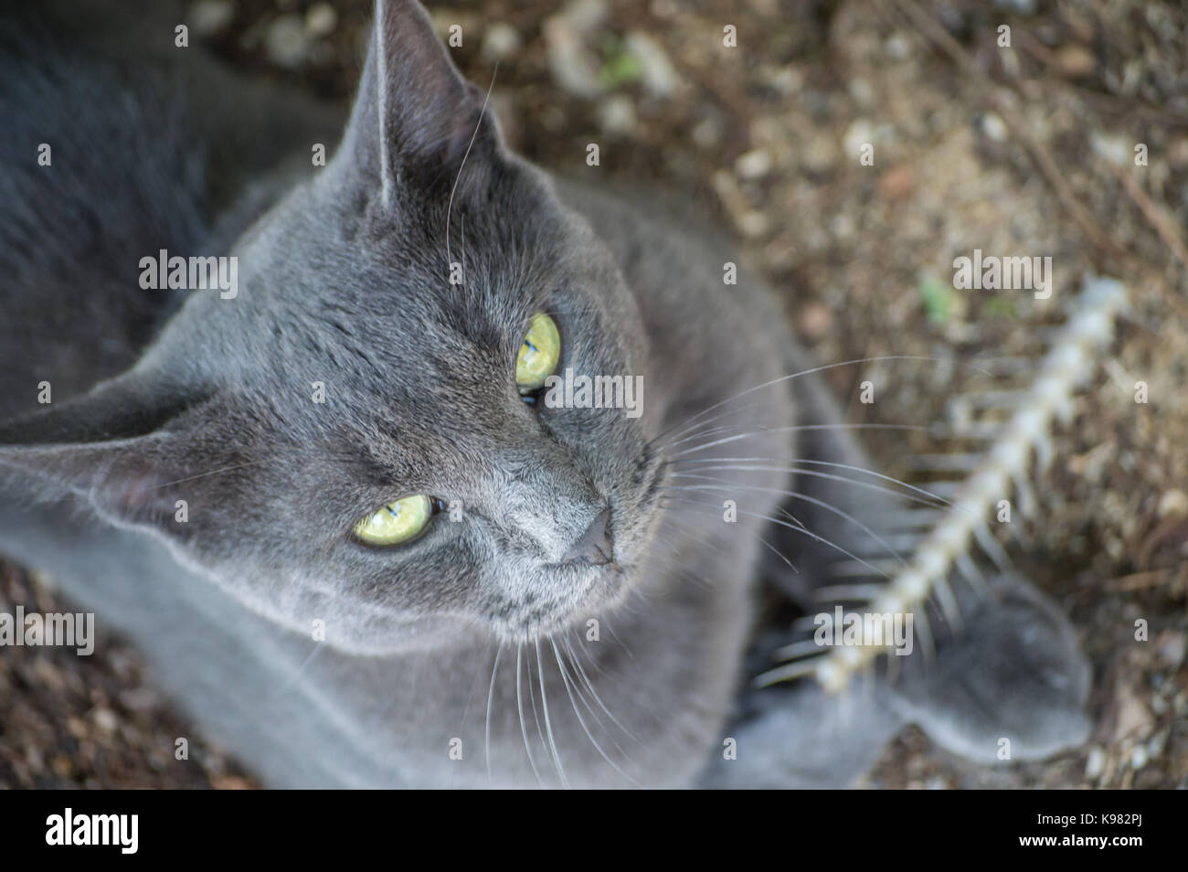 russian blue cat and a fish bone Stock Photo - Alamy