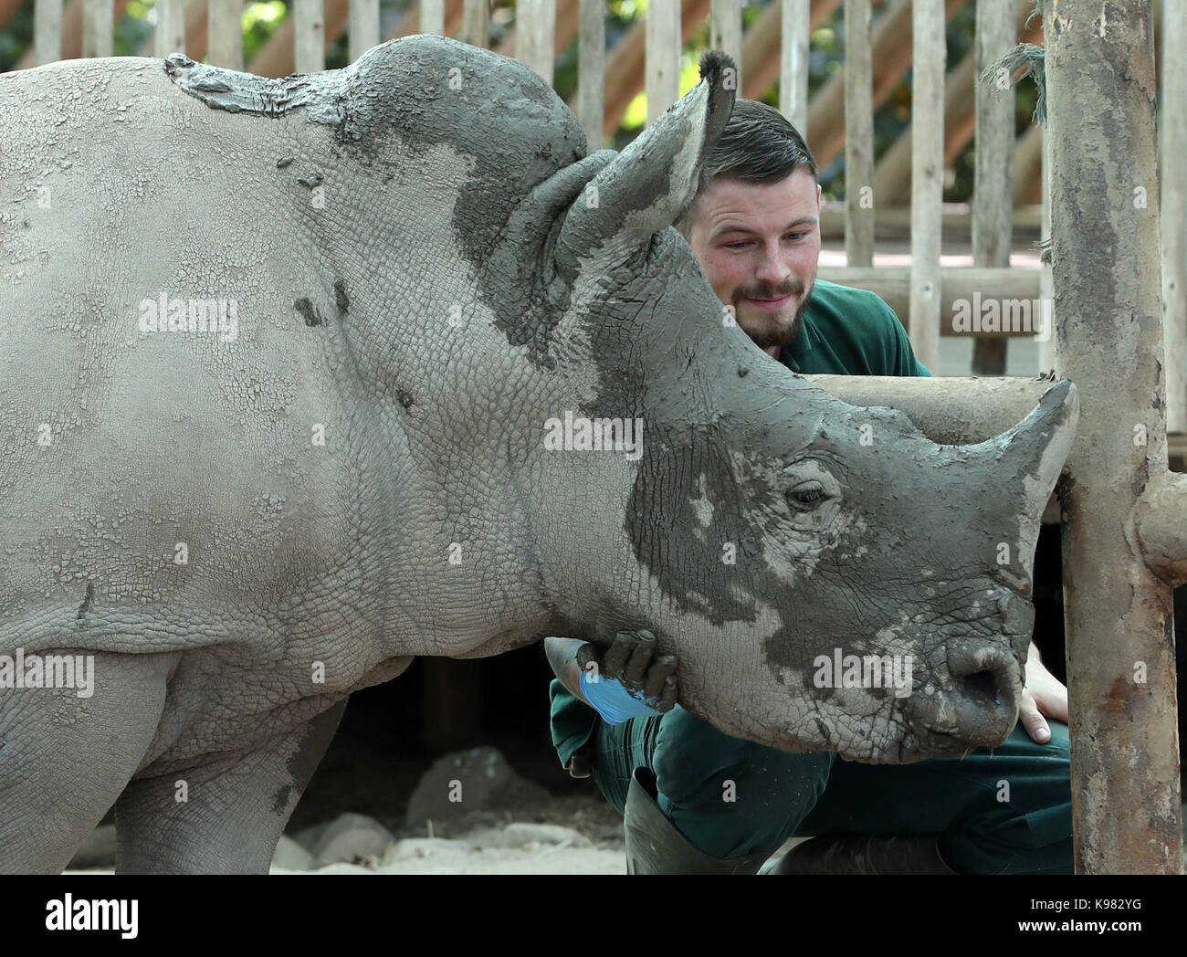 Bonnie, a baby White Rhino, is treated to a facial mudpack by Rhino ...