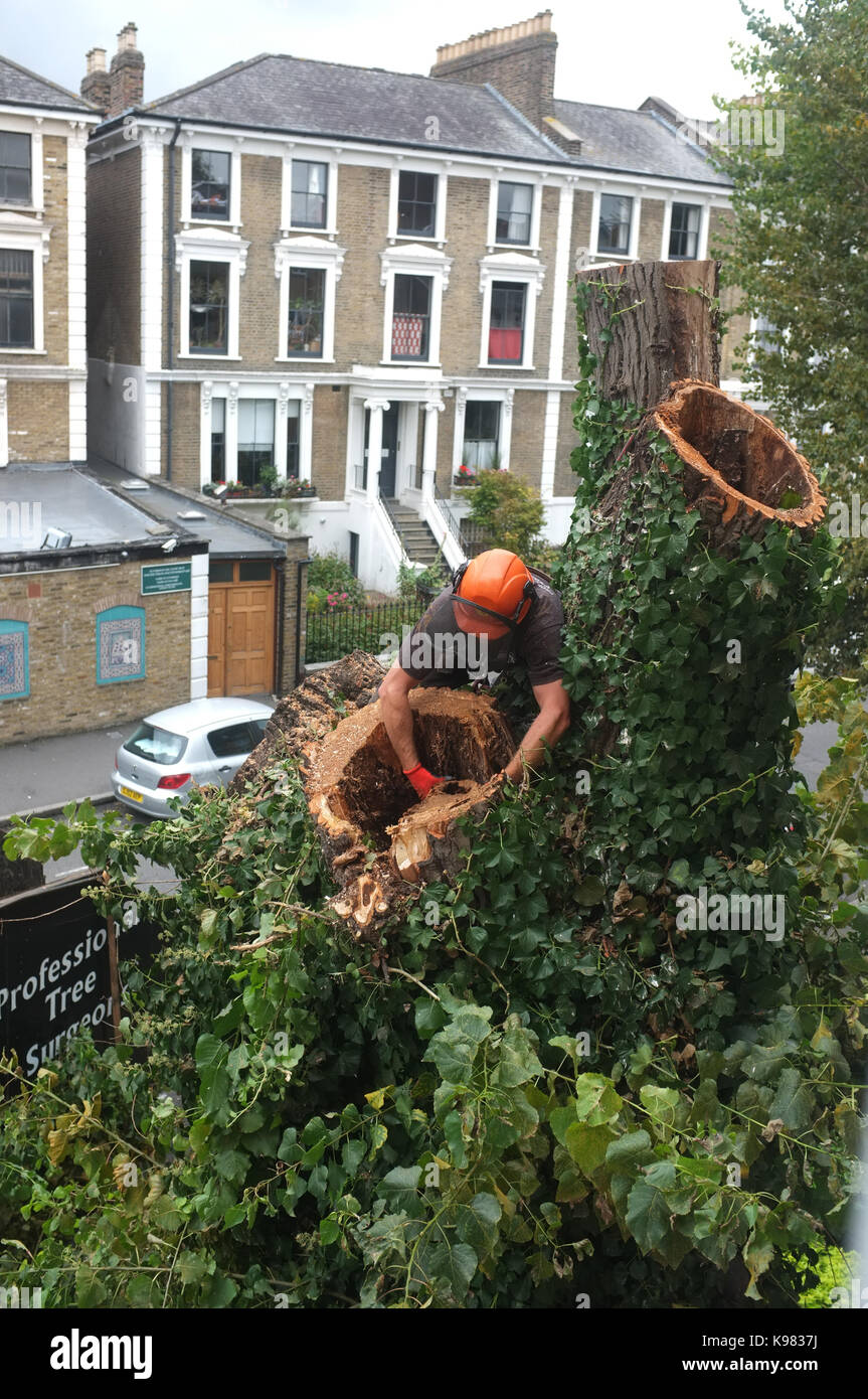 Worker cuts tree branches Stock Photo - Alamy