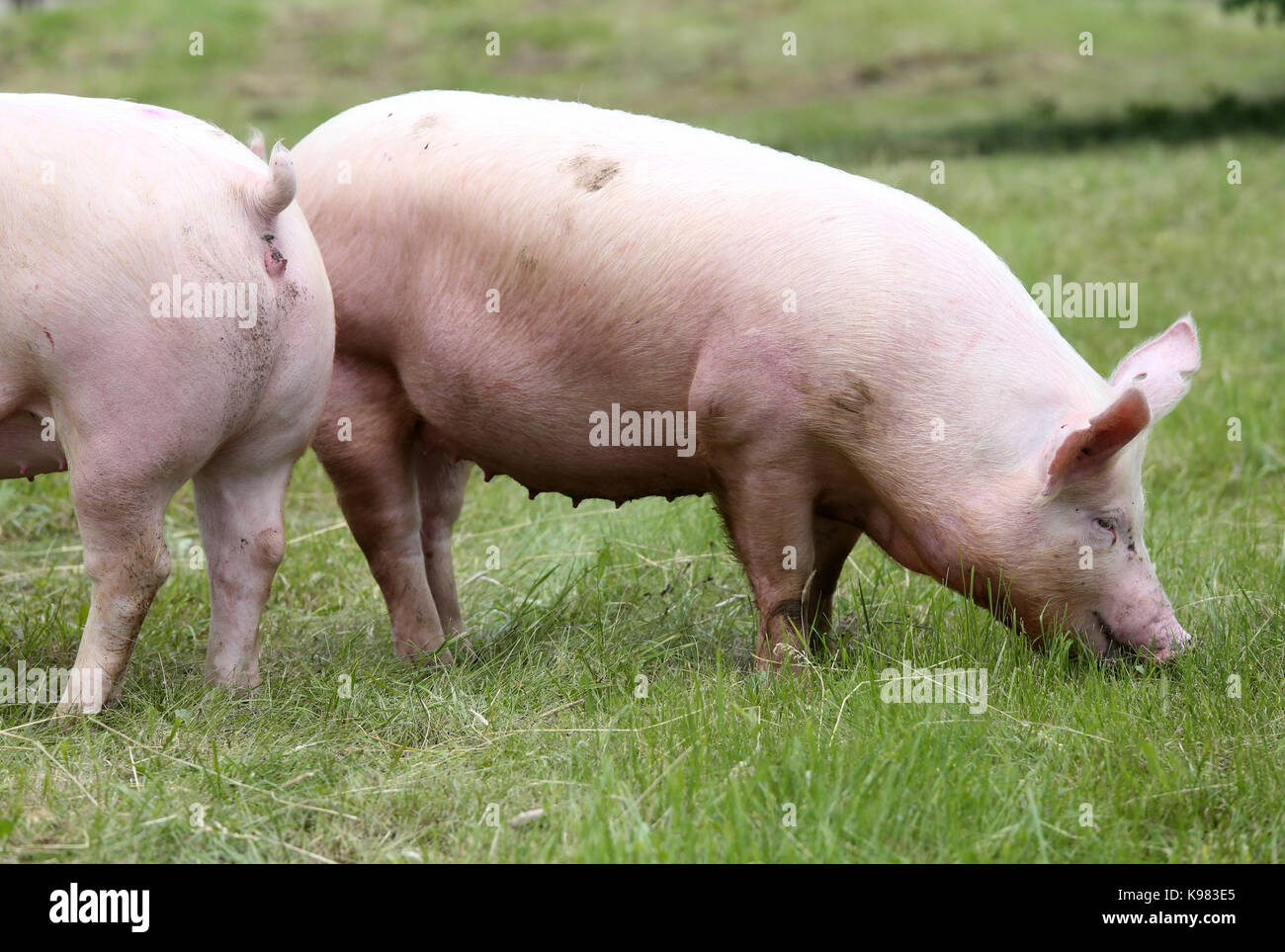 Young domestic breed pig on natural environment Stock Photo - Alamy