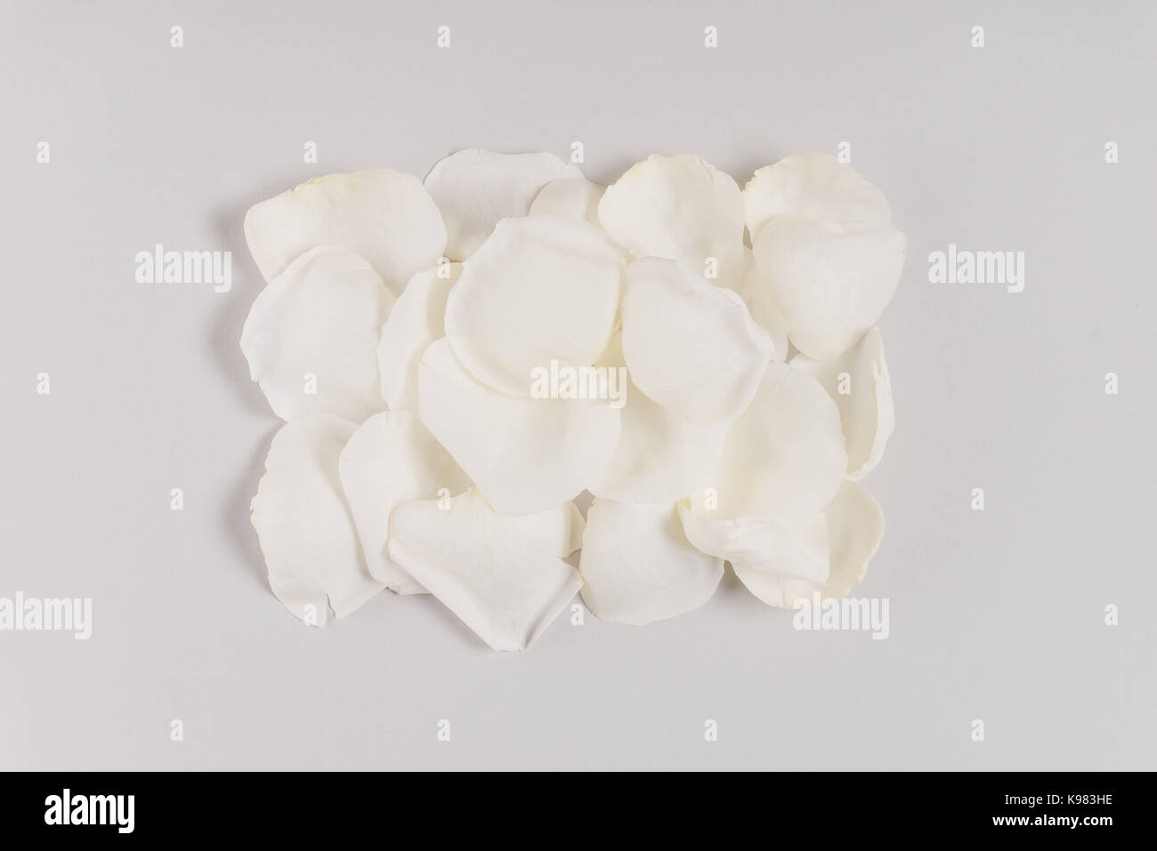 white rose petals Stock Photo - Alamy