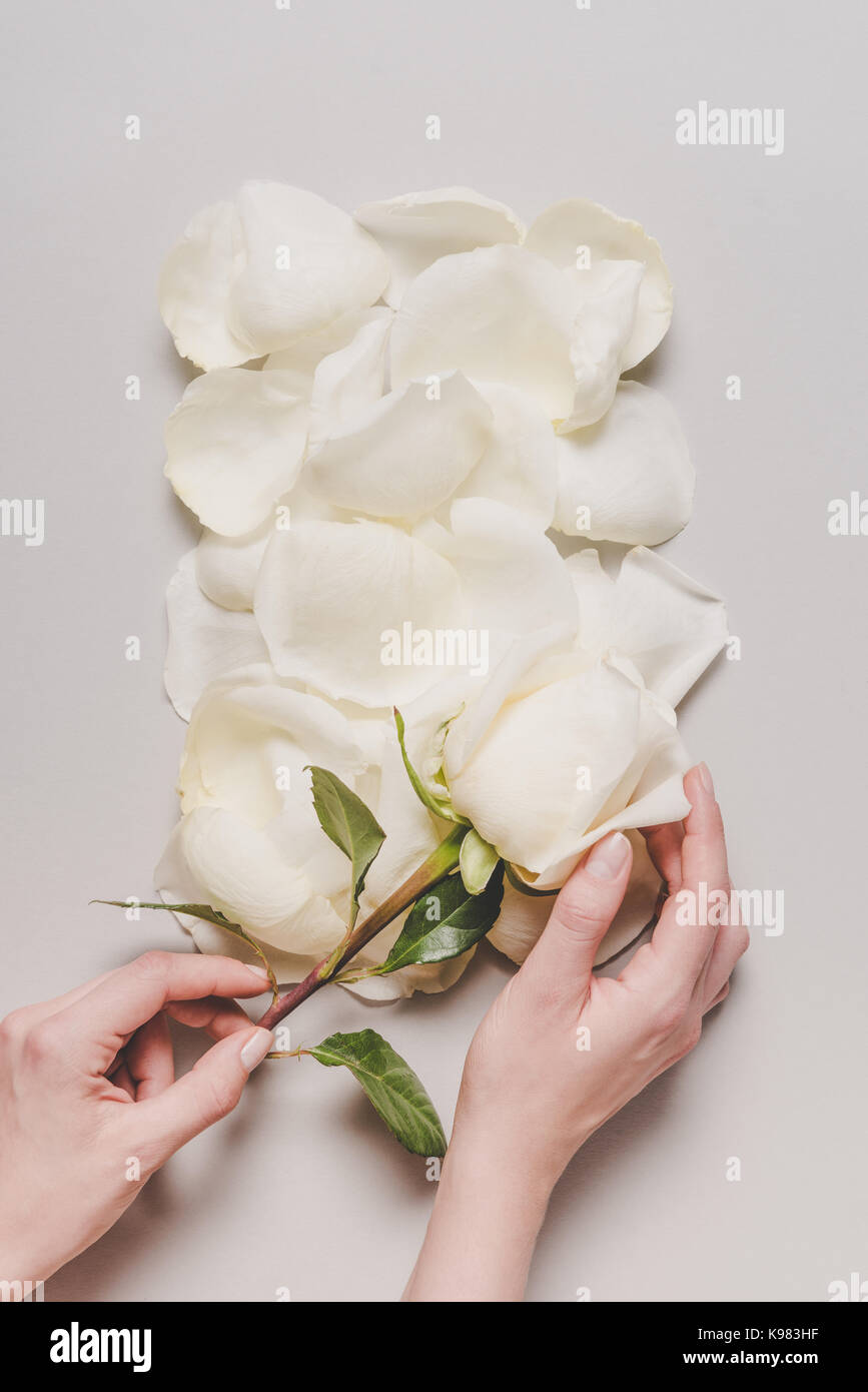 hand with rose flower Stock Photo - Alamy
