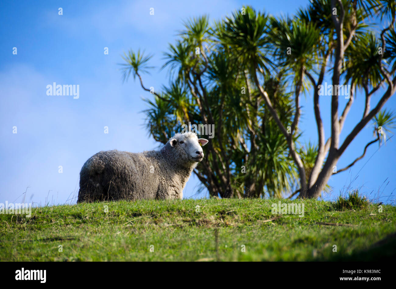Ewe Tree High Resolution Stock Photography and Images - Alamy