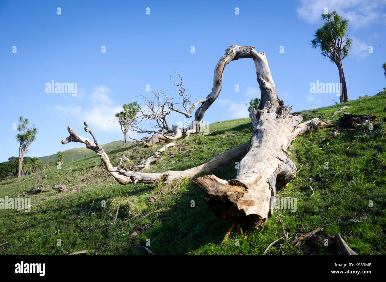 The forming tree hi-res stock photography and images - Alamy