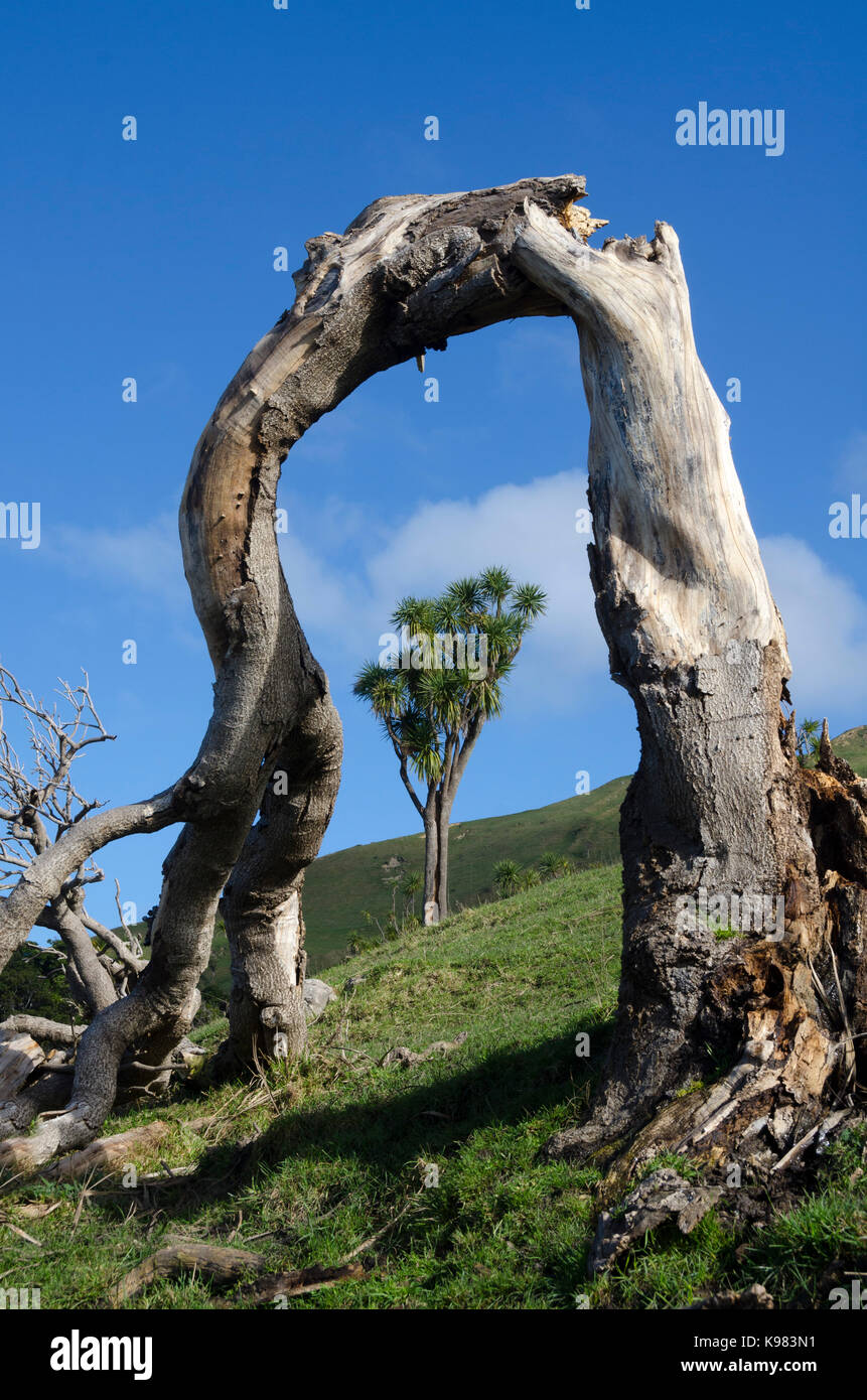 Dead tree on hillside, forming an arch, Glenburn, Wairarapa, North ...