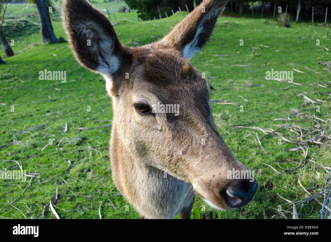 Deer farm new zealand hi-res stock photography and images - Alamy