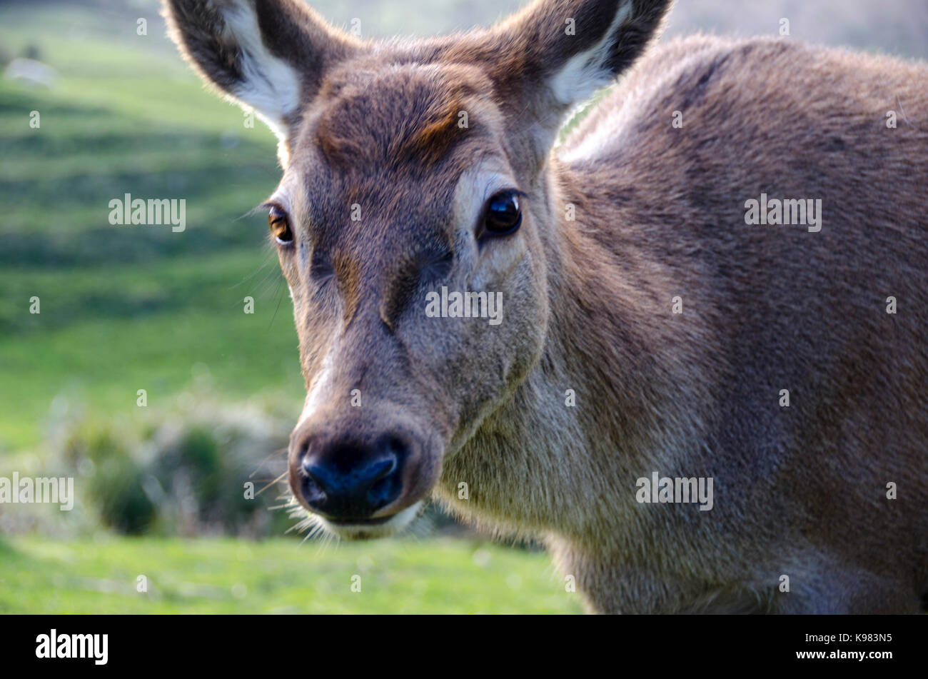 Deer farm new zealand hi-res stock photography and images - Alamy