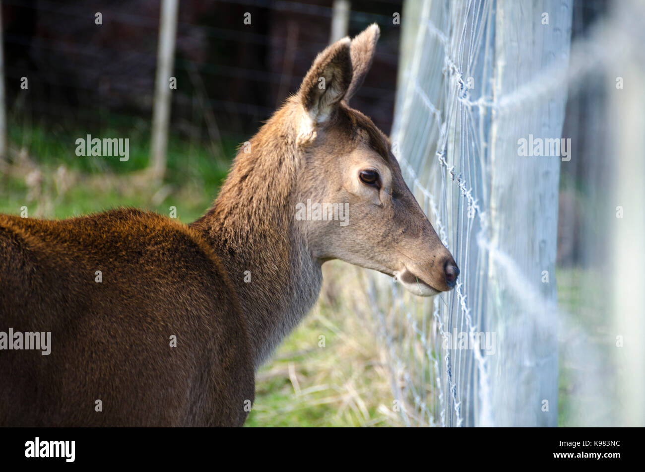 Deer farm new zealand hi-res stock photography and images - Alamy