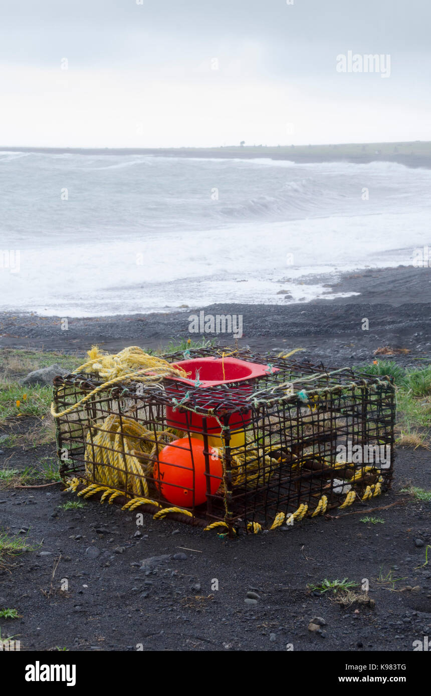 New zealand crayfish hi-res stock photography and images - Alamy