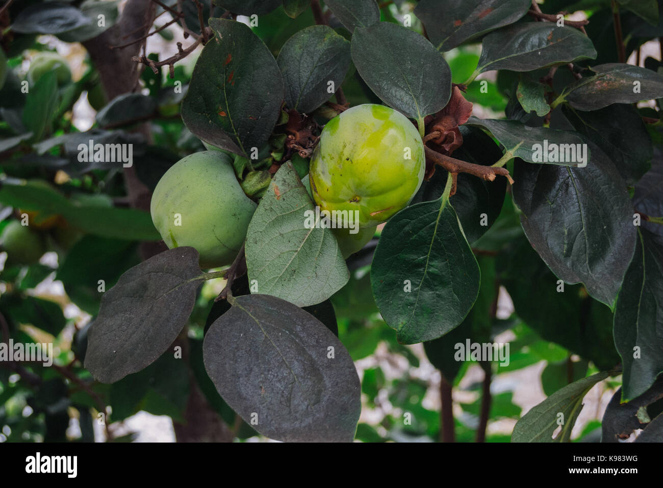 green fruit on a branch of a tree Corfu, Greece Stock Photo - Alamy