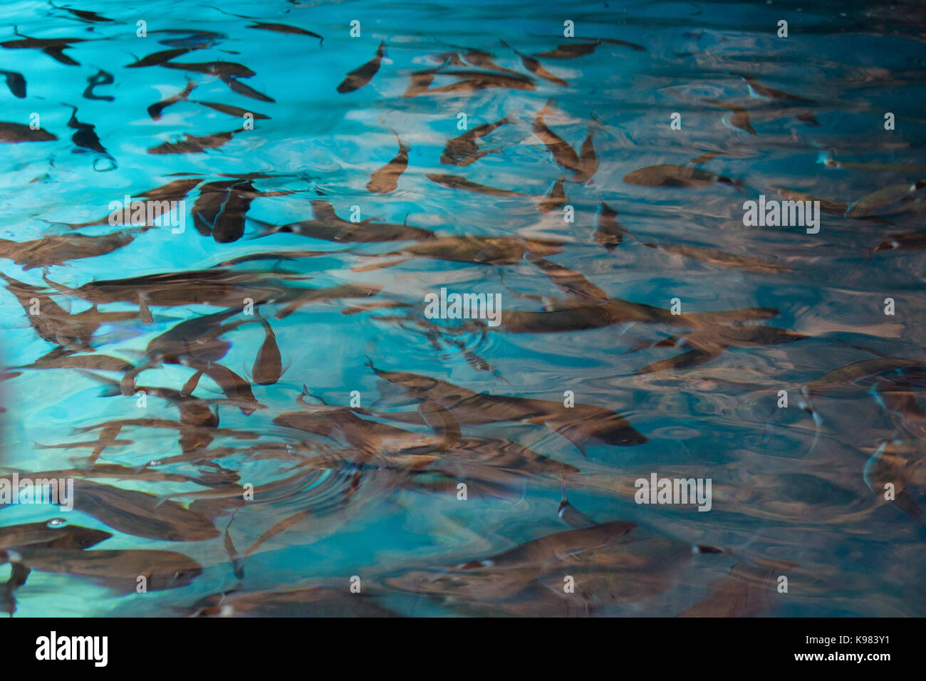 lot of fish at the surface of the water Corfu, Greece Stock Photo - Alamy
