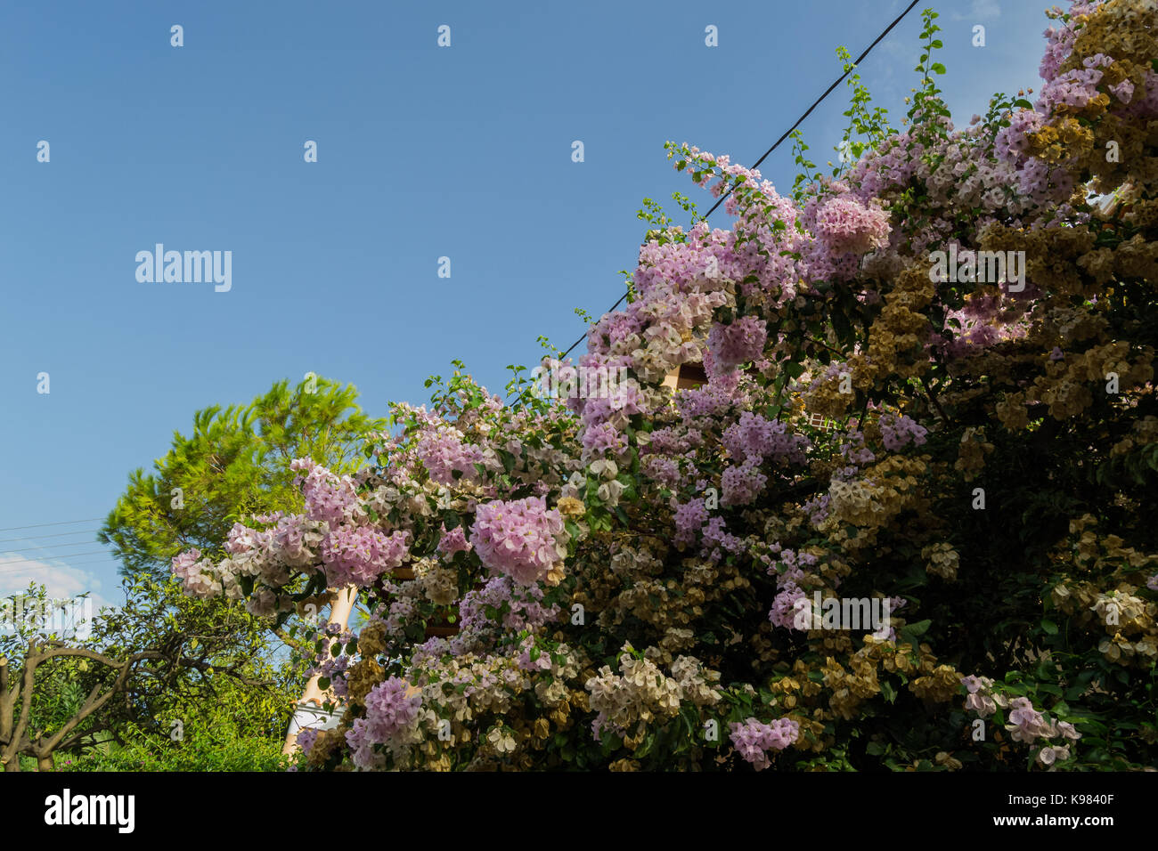 flowering trees Corfu, Greece. horizontal shot close-up Stock Photo - Alamy