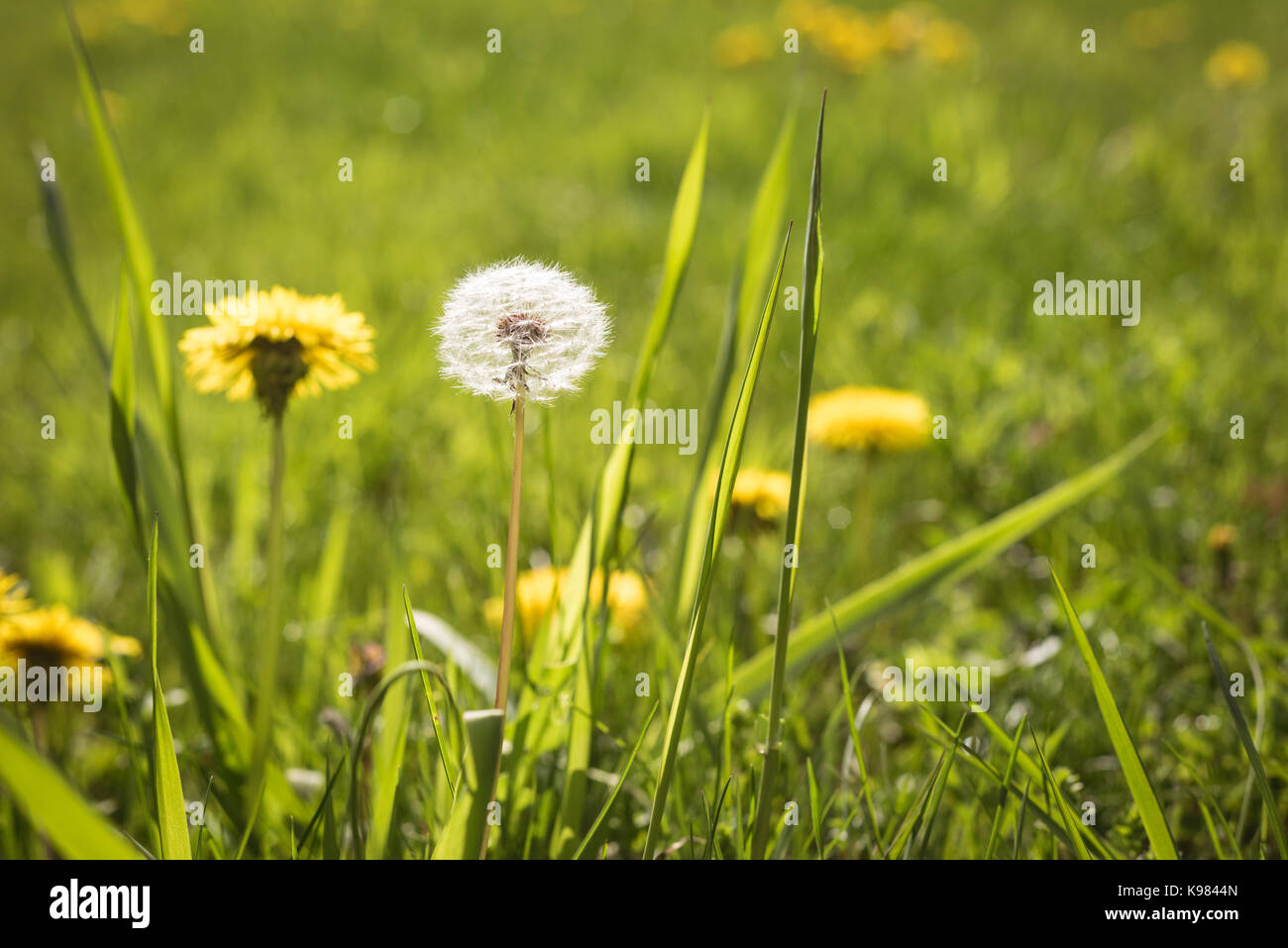 Close up of dandelion growing on field in lawn Stock Photo - Alamy