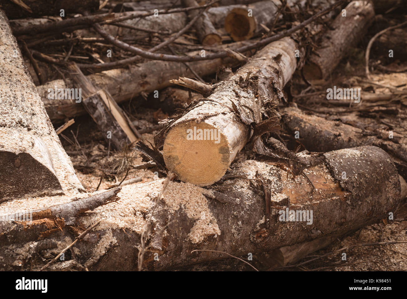 Fallen tree with face hi-res stock photography and images - Alamy