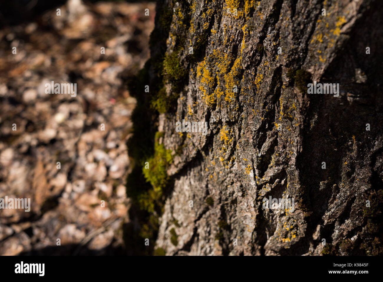 Close-up of tree trunk texture in the woods Stock Photo - Alamy