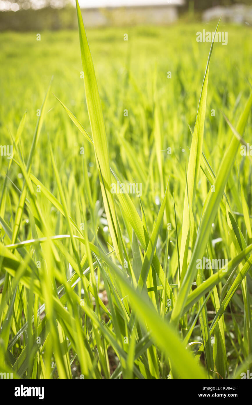 Close up of grass growing in lawn during sunny day Stock Photo - Alamy