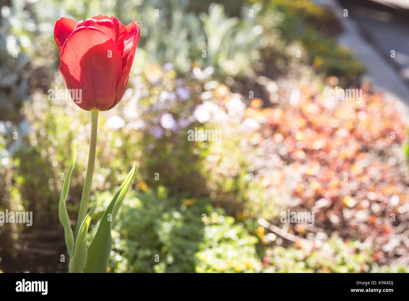 Flower patel hi-res stock photography and images - Alamy