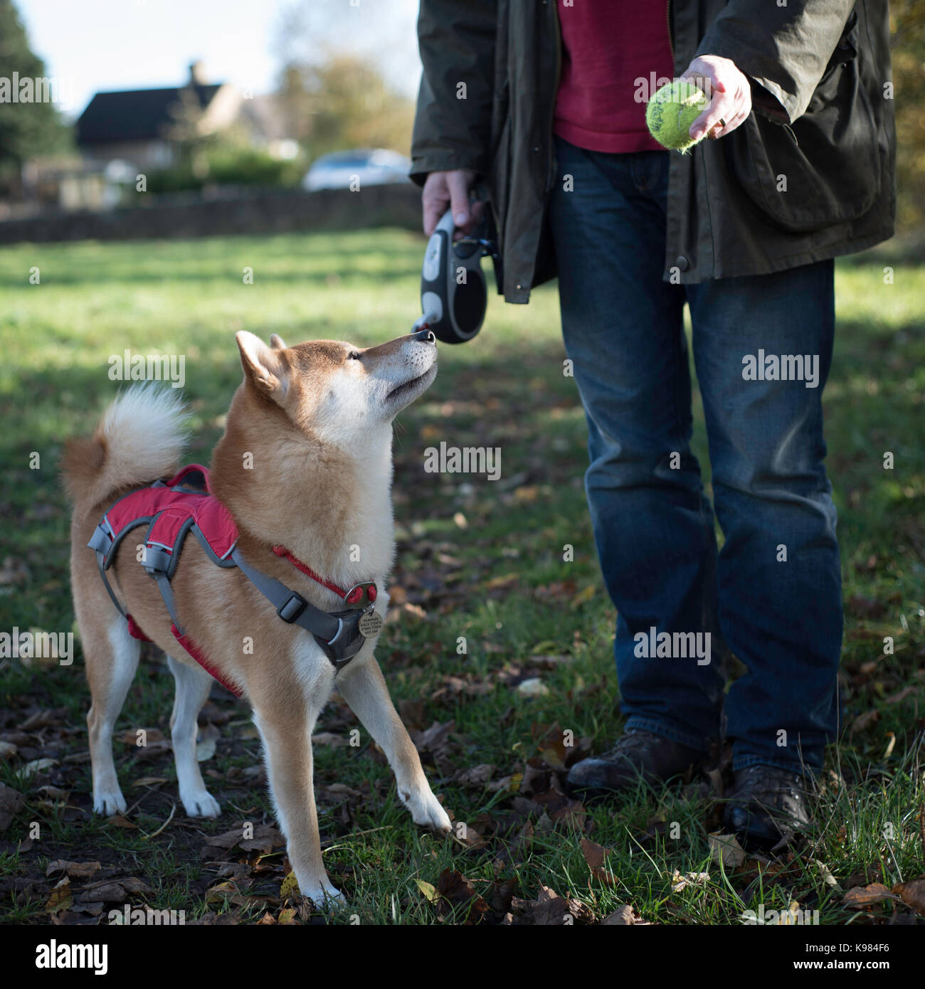 Male Japanese Shiba Inu Dog red & white adult outdoors with owner and ...