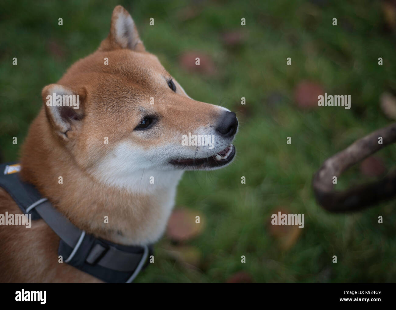 Male Japanese Shiba Inu Dog red & white adult outdoors Stock Photo - Alamy