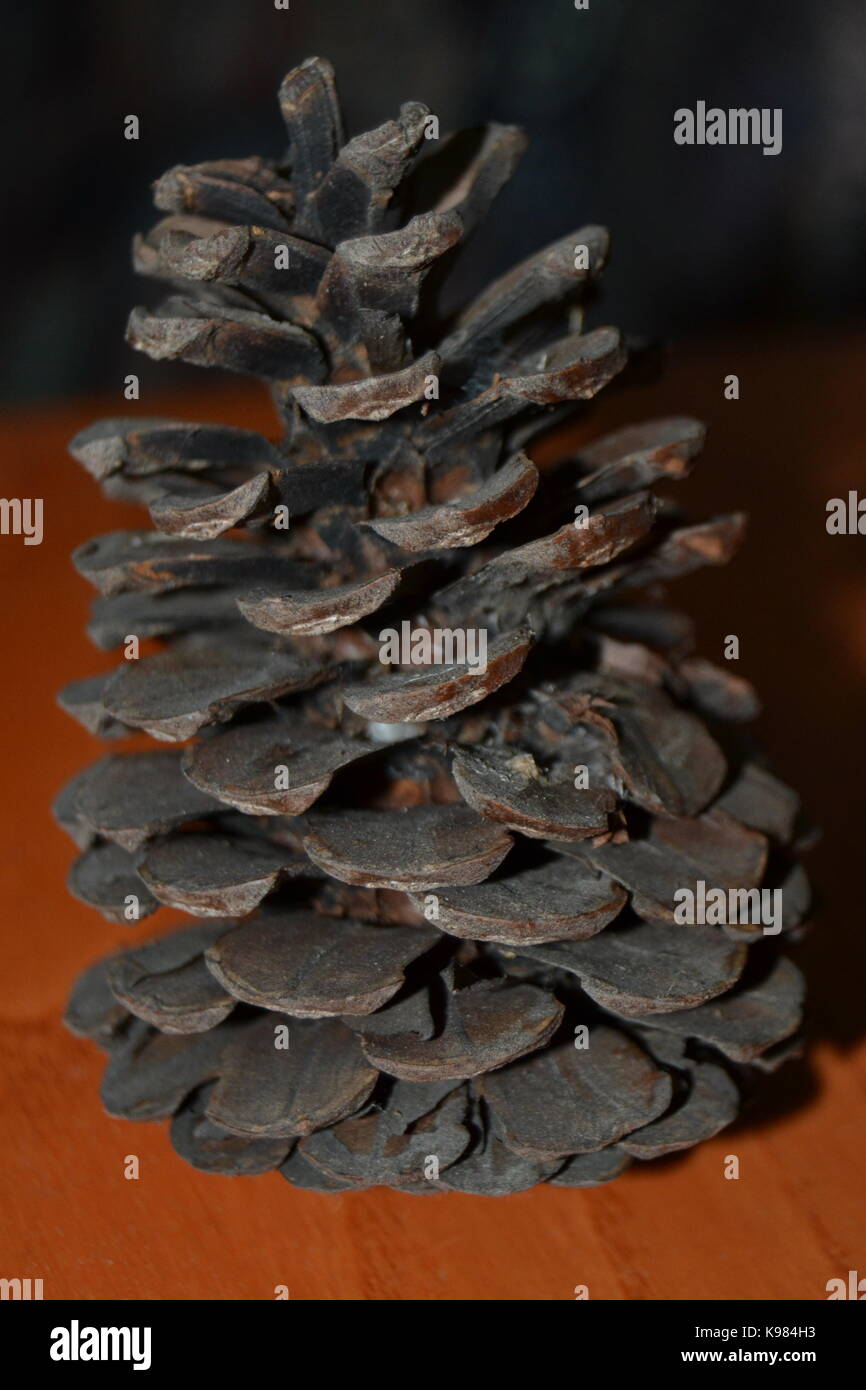 Photography of corn tree hi-res stock photography and images - Alamy