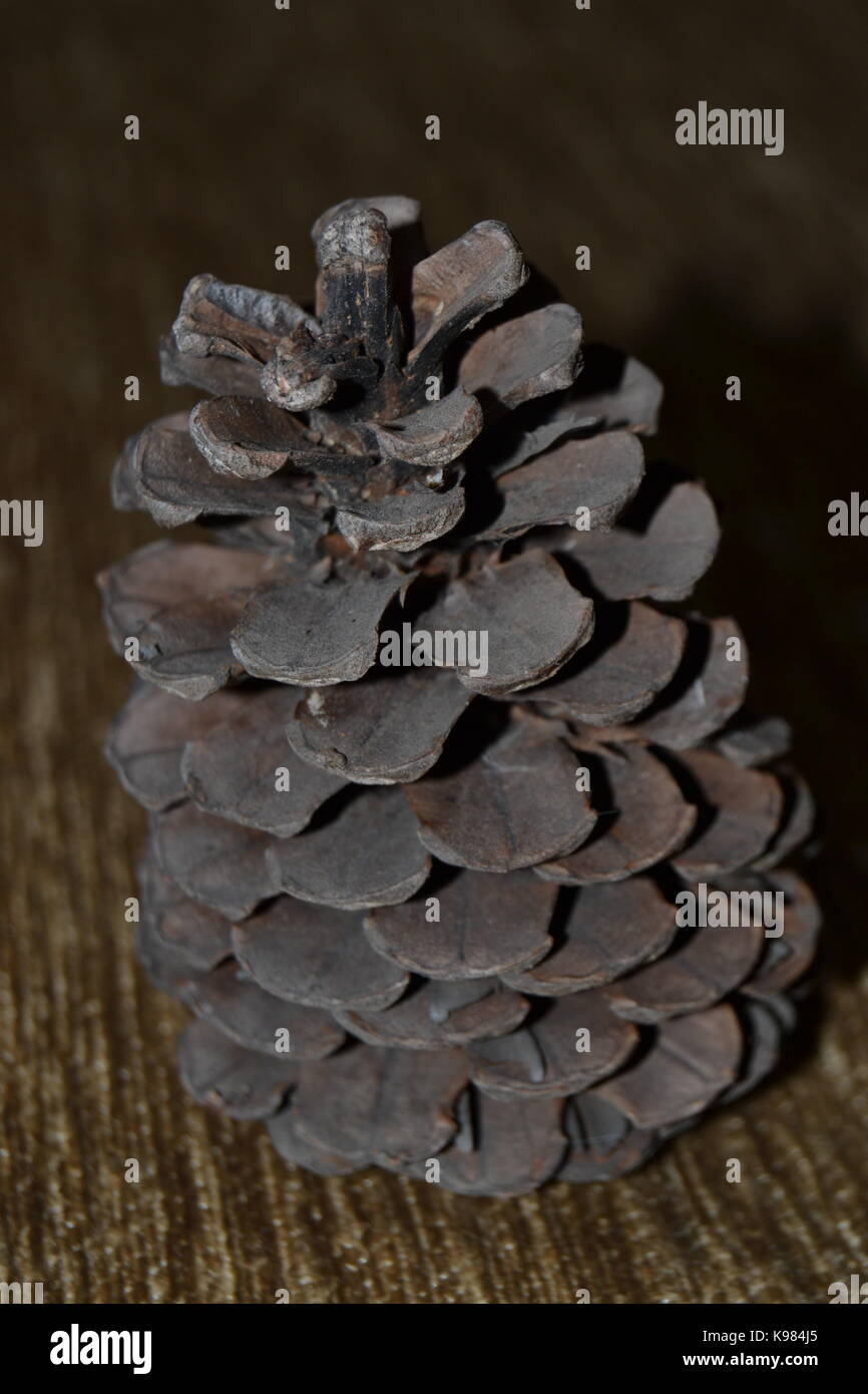 Seed sheath hi-res stock photography and images - Alamy