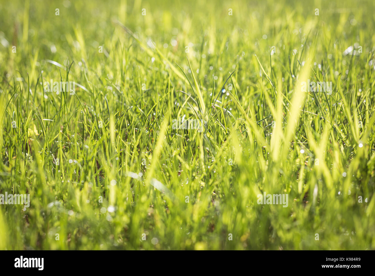 Close up of grass growing on field during sunny day Stock Photo - Alamy