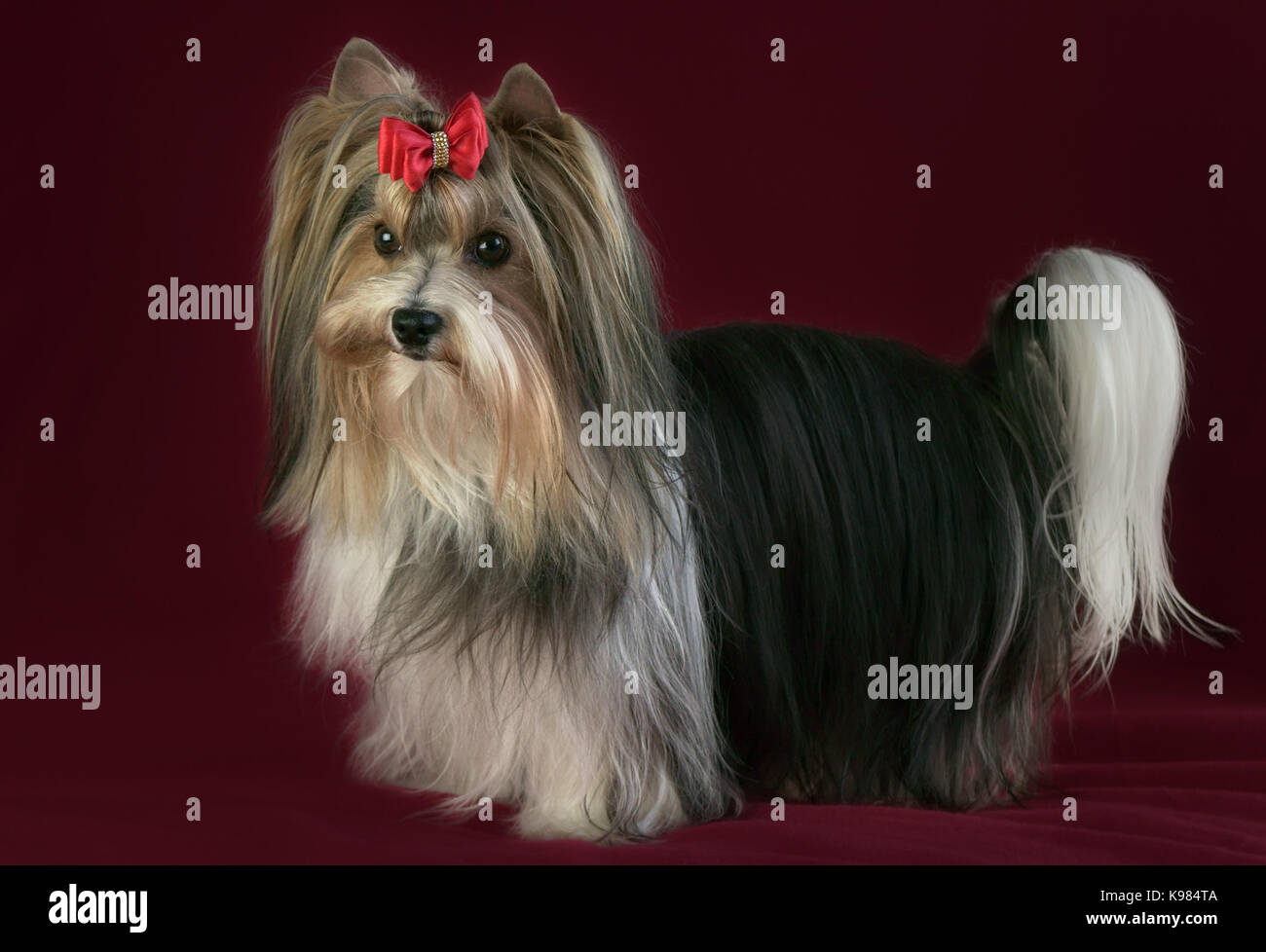 Beaver yorkshire terrier hi-res stock photography and images - Alamy