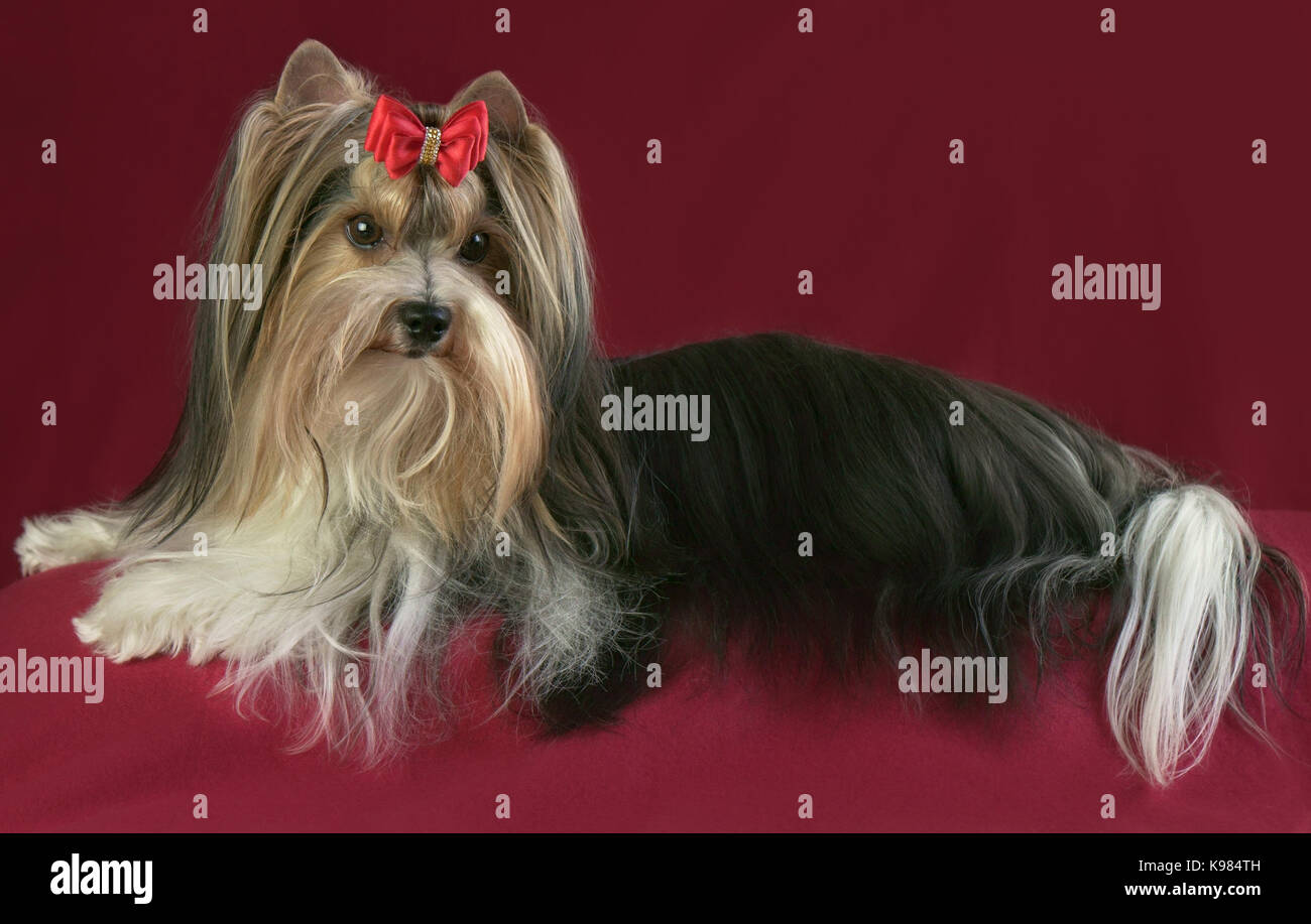 Biewer yorkshire terrier hi-res stock photography and images - Alamy