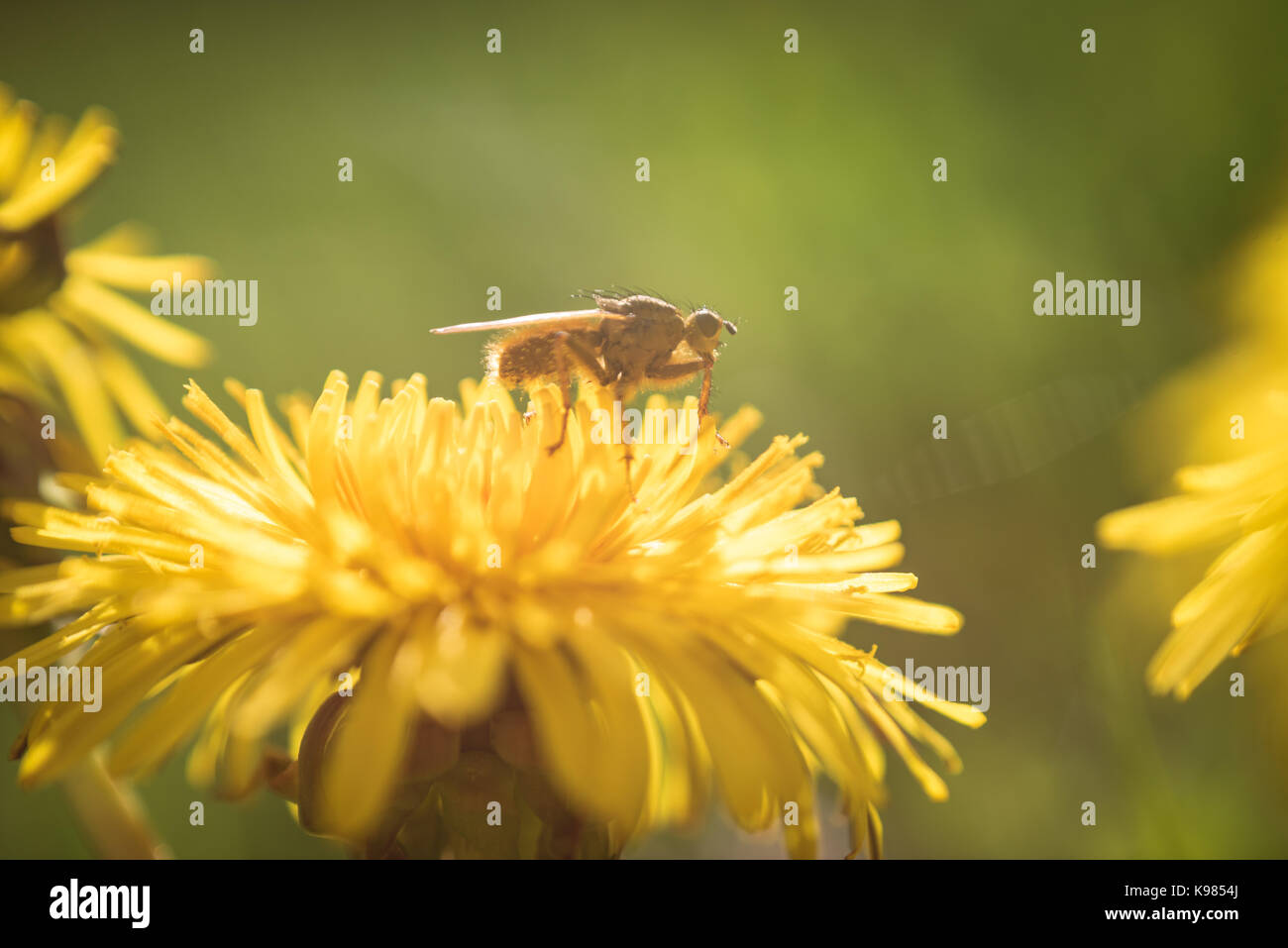 Close up of bee on daisy flower during sunny day Stock Photo - Alamy