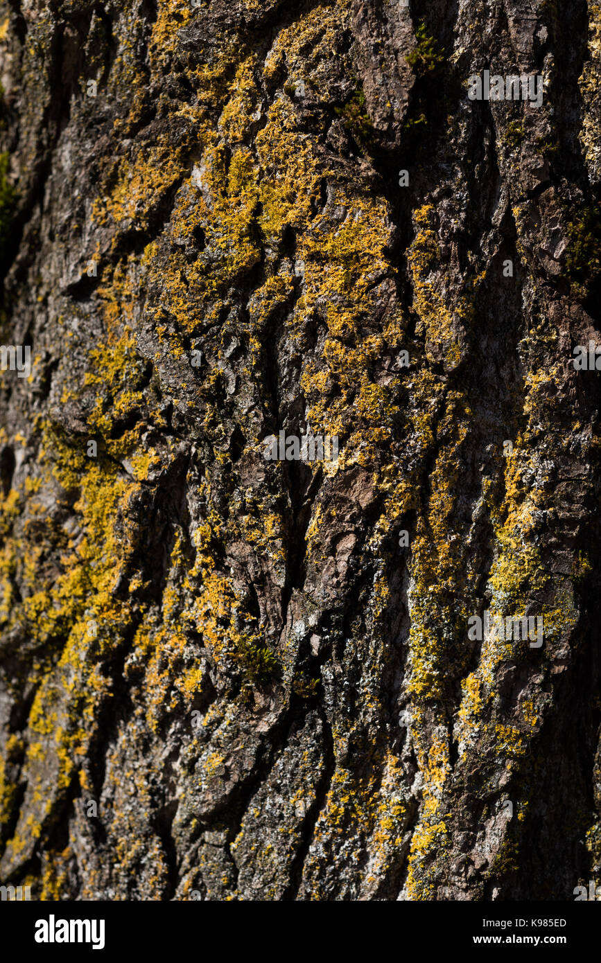 Close-up of tree trunk texture in the woods Stock Photo - Alamy
