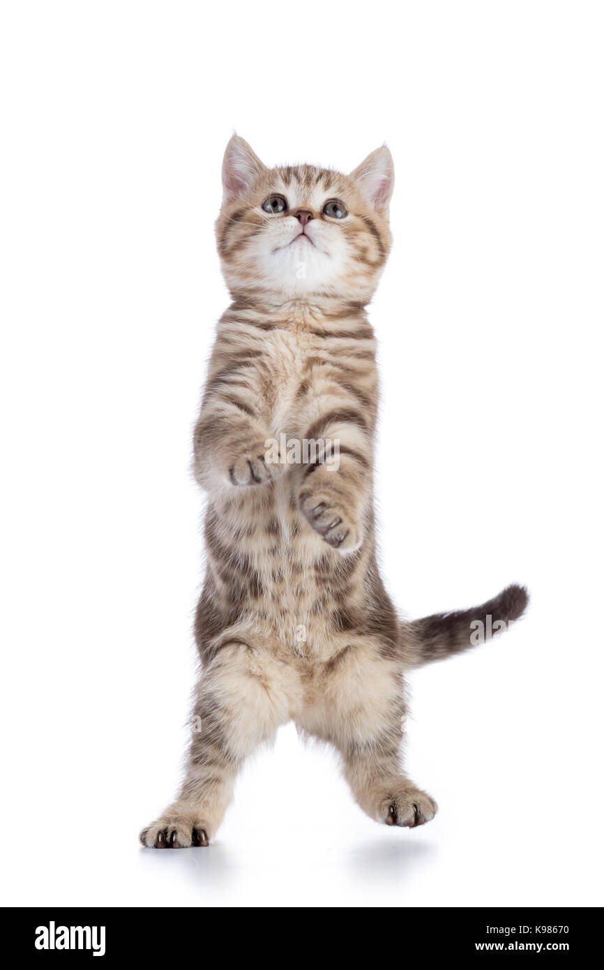 Standing cat kitten isolated on white background Stock Photo - Alamy