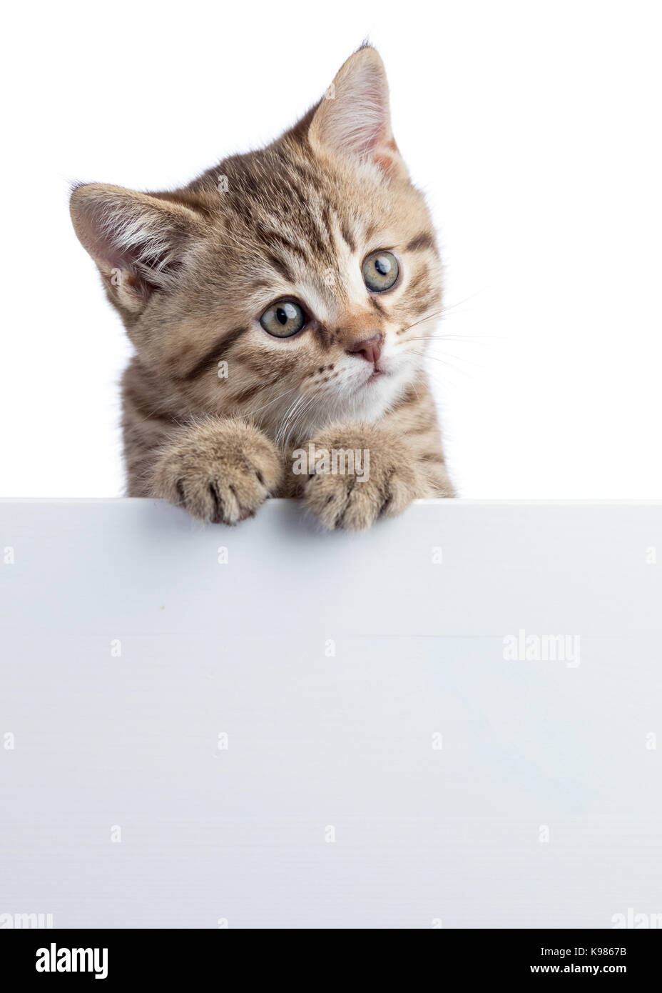 Funny cat kitten peeking out of a blank sign, isolated on white ...