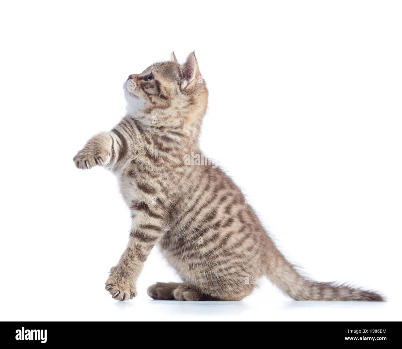 Cute cat kitten standing profile side view over white background cutout ...