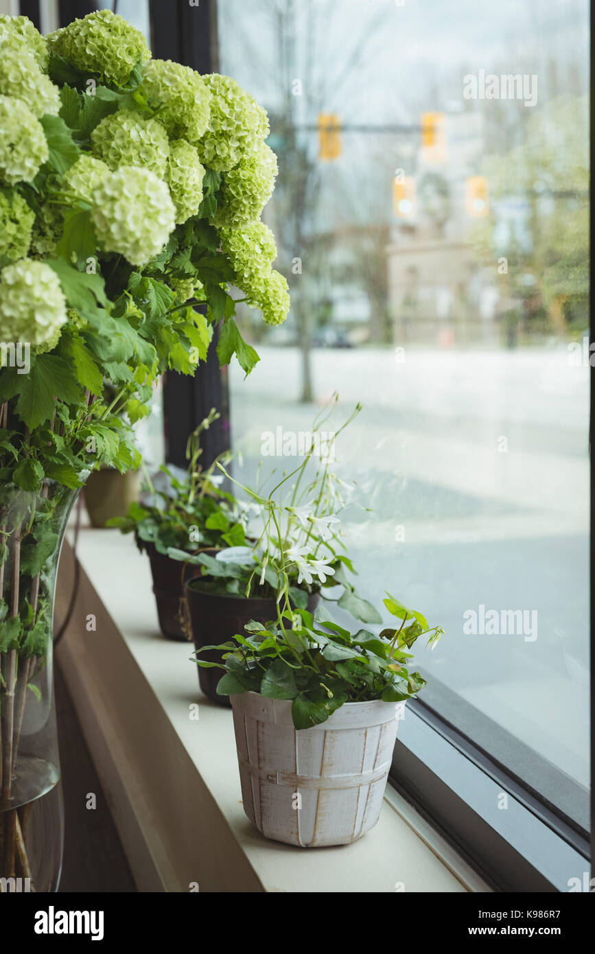 Window of flower shop hi-res stock photography and images - Alamy