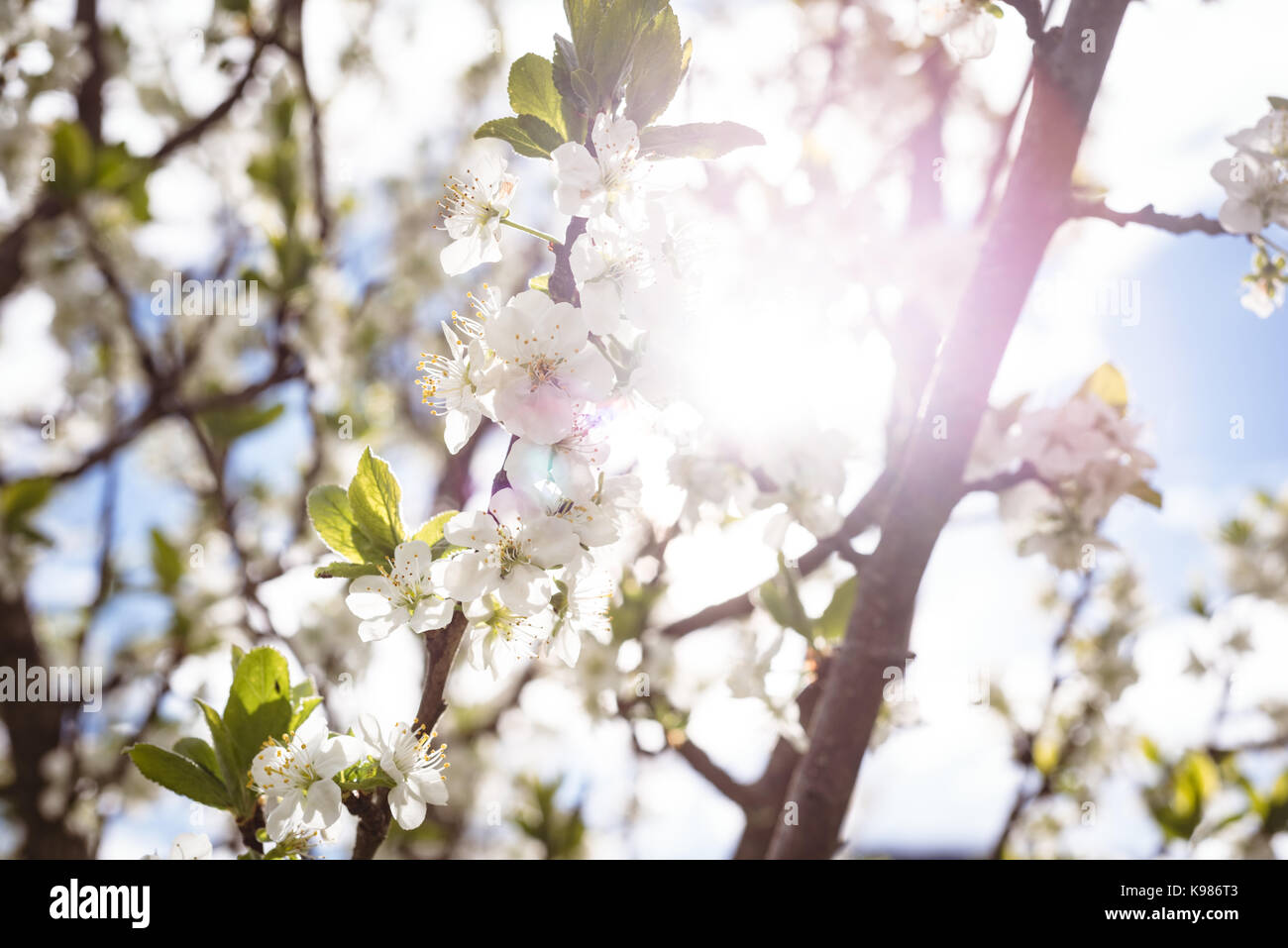 Cheery hi-res stock photography and images - Alamy