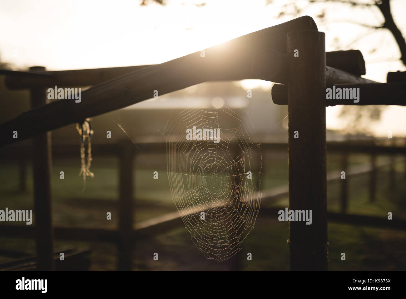 Barn spider hi-res stock photography and images - Alamy