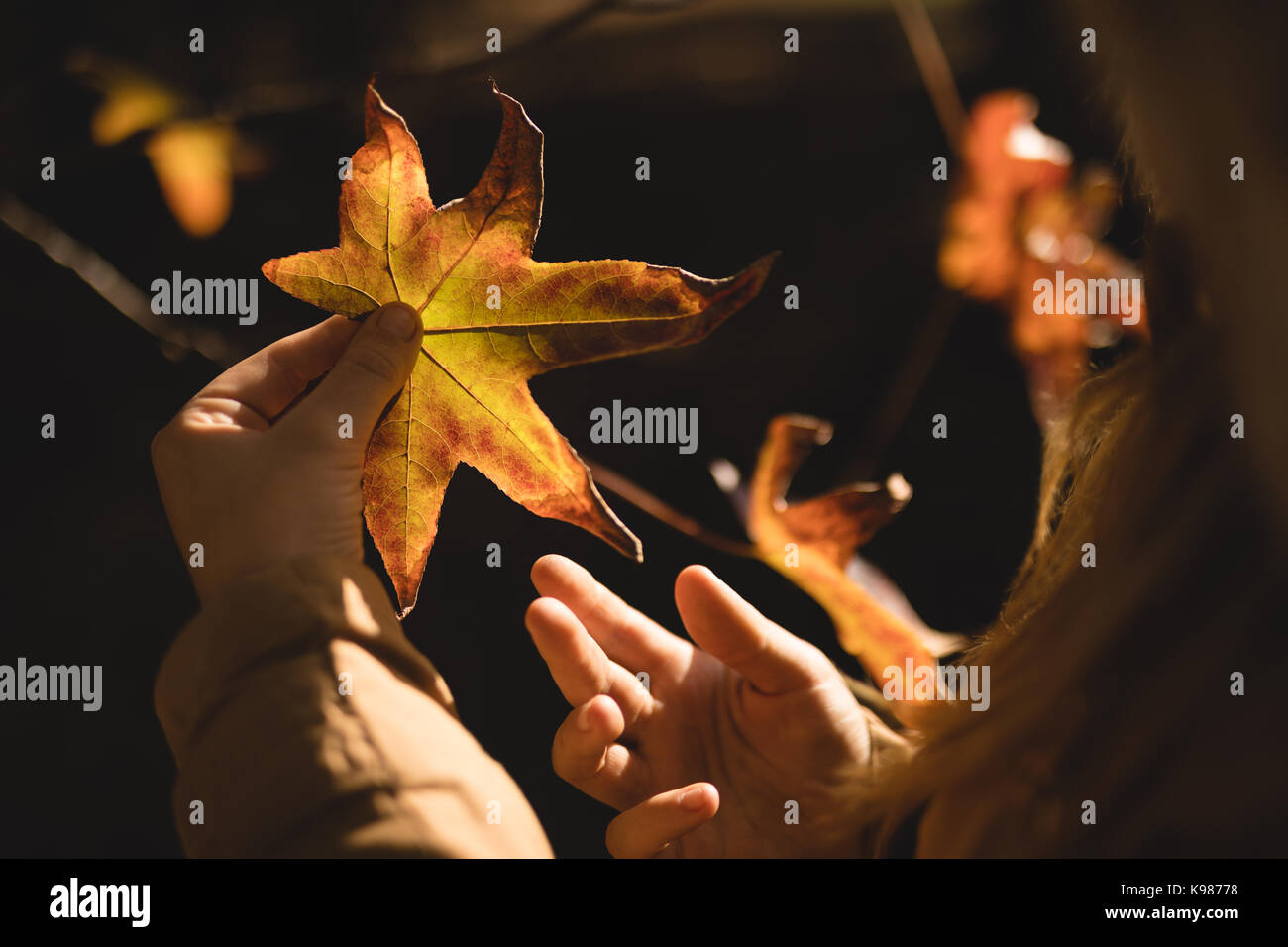 Cropped Hands Of Woman Holding Maple Leaf While Standing At Park Stock